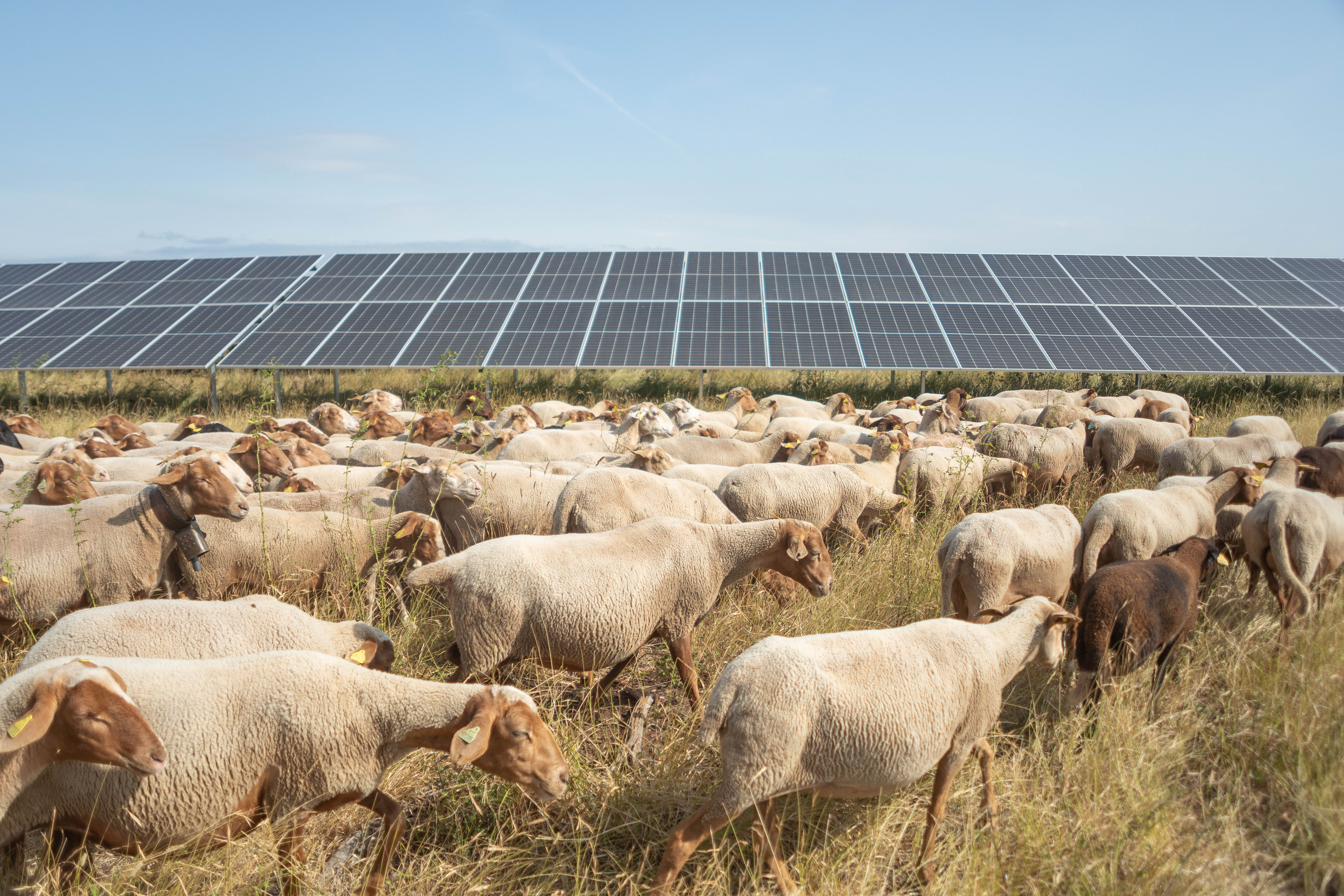 Escamps-Diges, solar project in France | Boralex UK